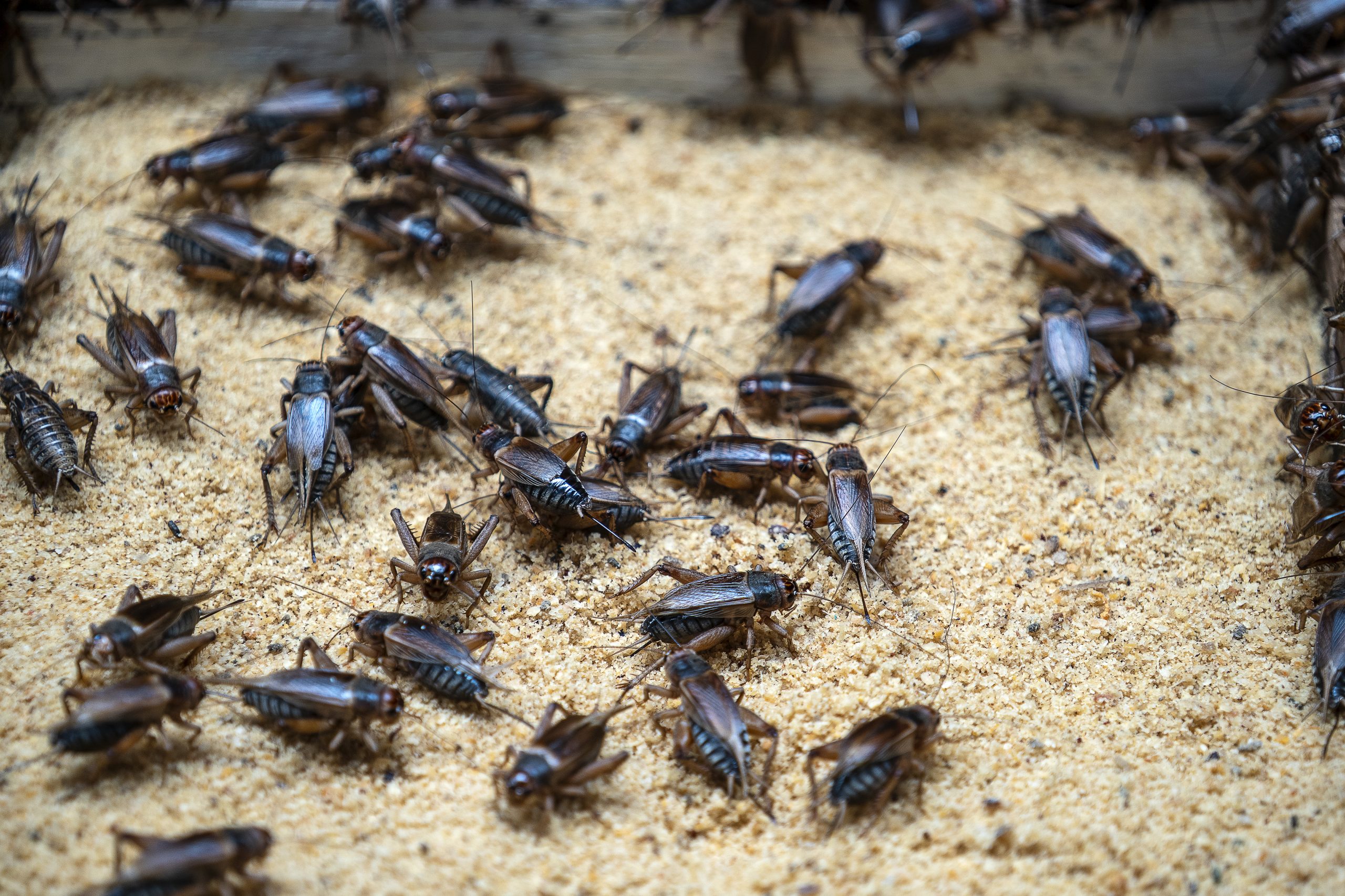The Annual ‘Biblical Plague’ of Crickets Has Arrived at the Texas ...