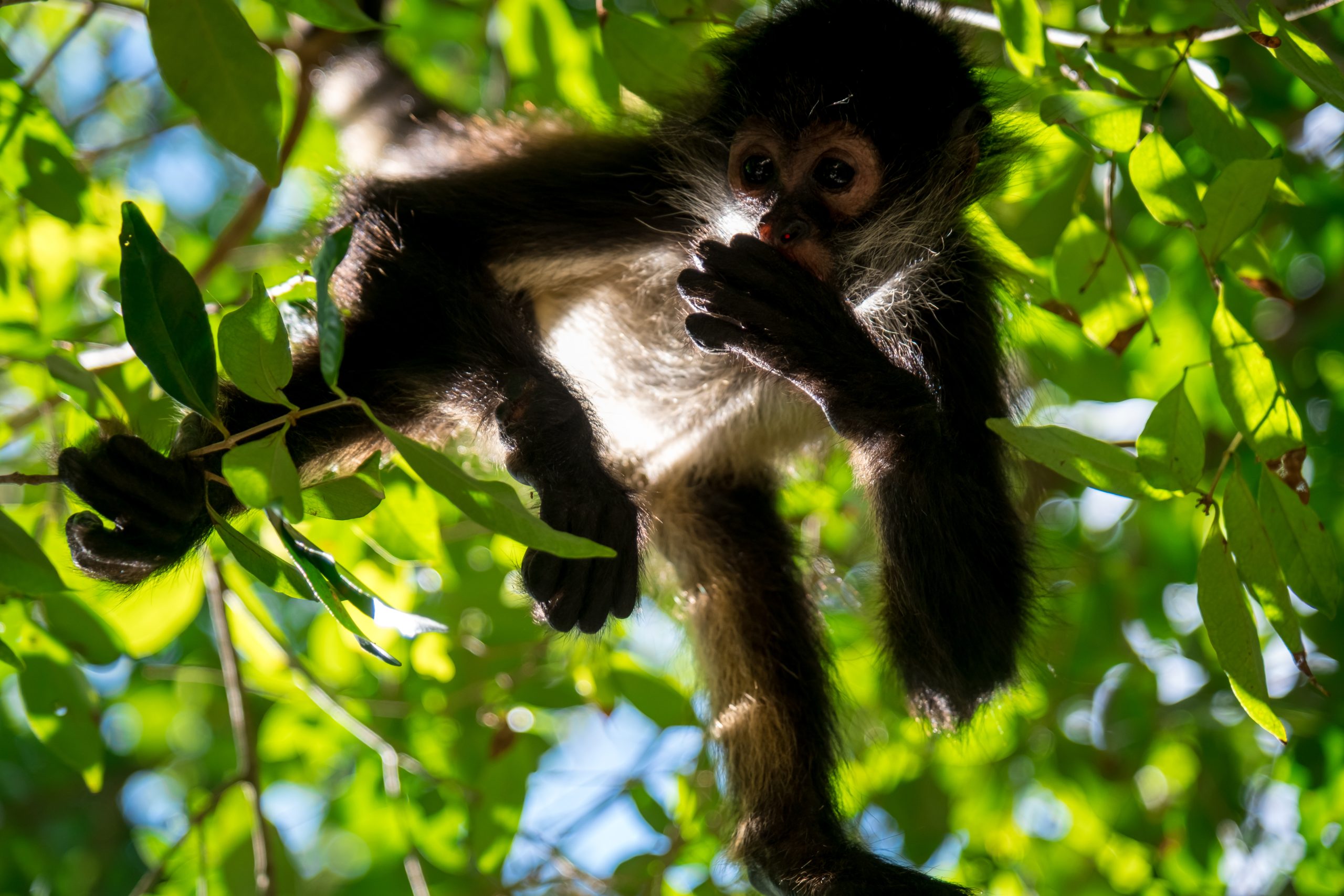 Spider Monkeys Rescued at El Paso Border - The Barbed Wire