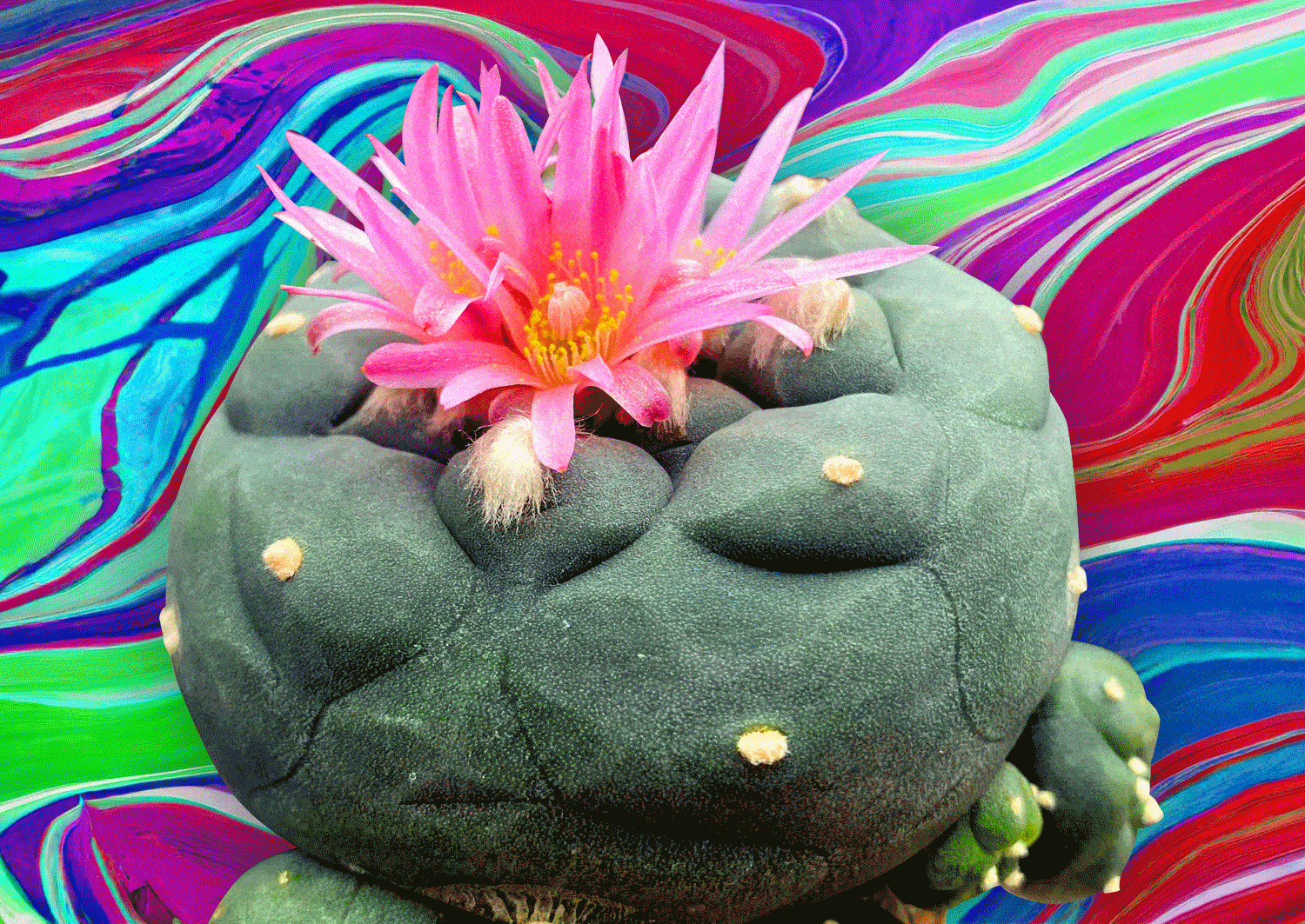 The Soul, and the Destruction, of Peyote Gardens in South Texas - The ...
