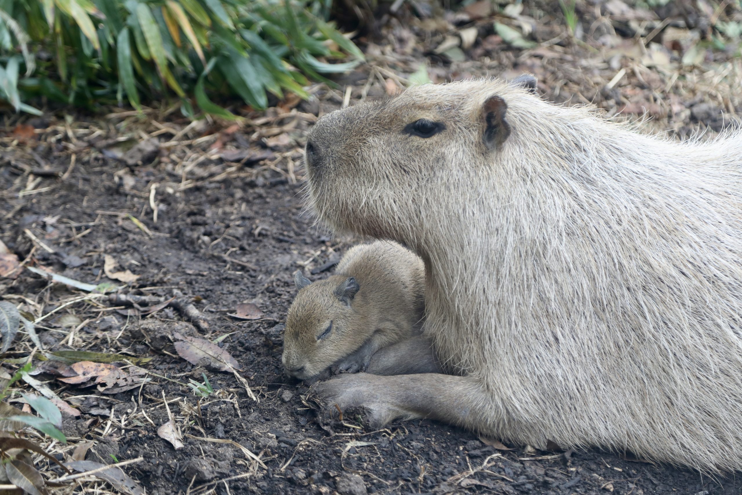 A Christmas Miracle! Baby Capybara ‘Tupi’ Born at San Antonio Zoo ...