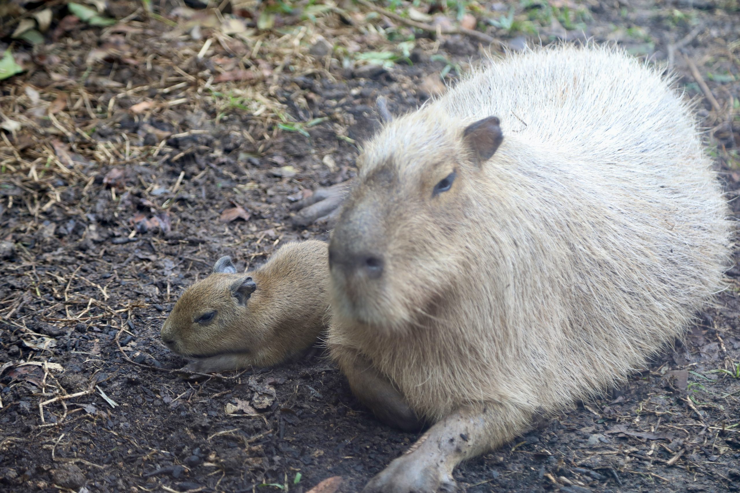 A Christmas Miracle! Baby Capybara ‘Tupi’ Born at San Antonio Zoo ...