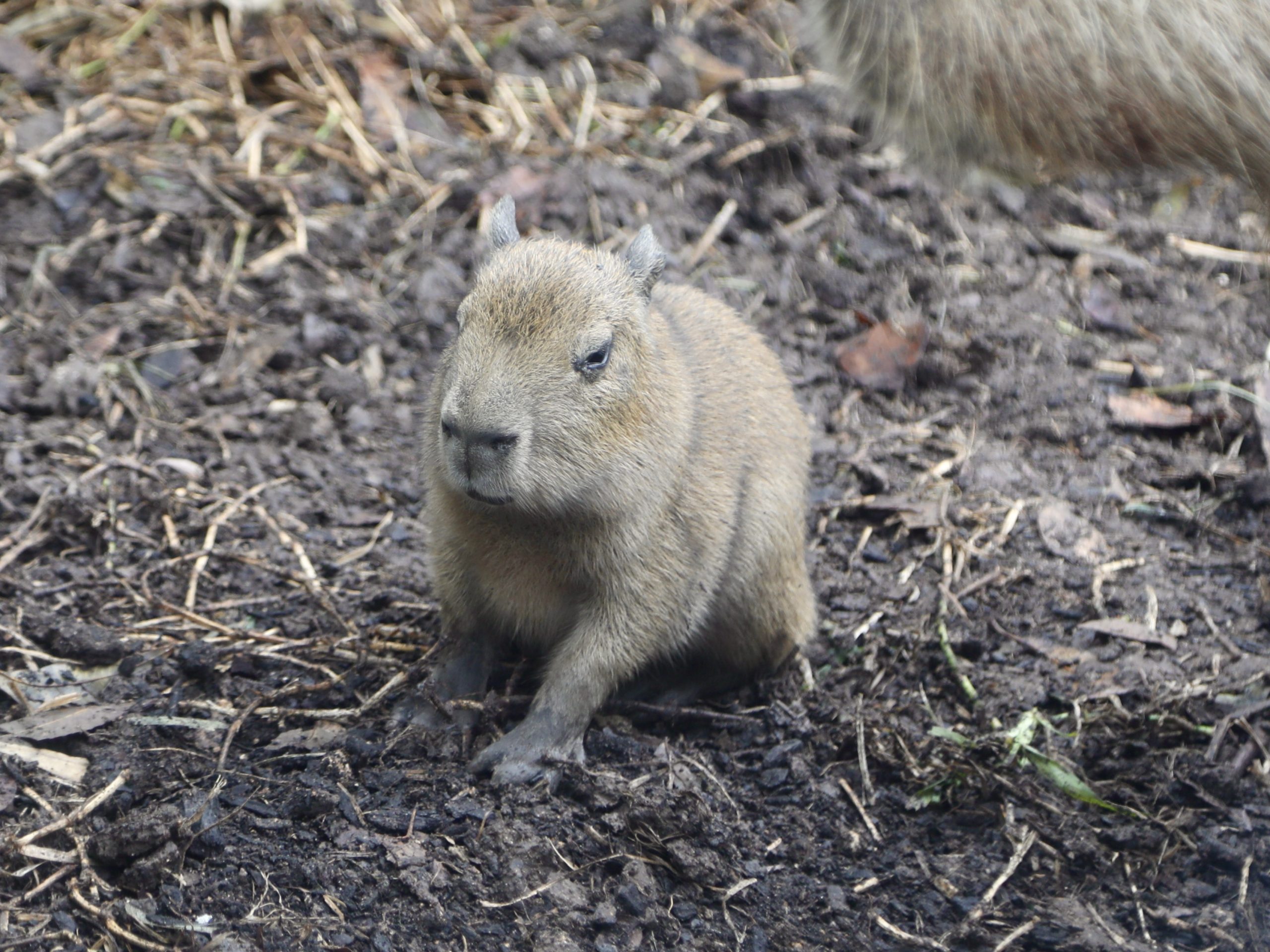 A Christmas Miracle! Baby Capybara ‘Tupi’ Born at San Antonio Zoo ...