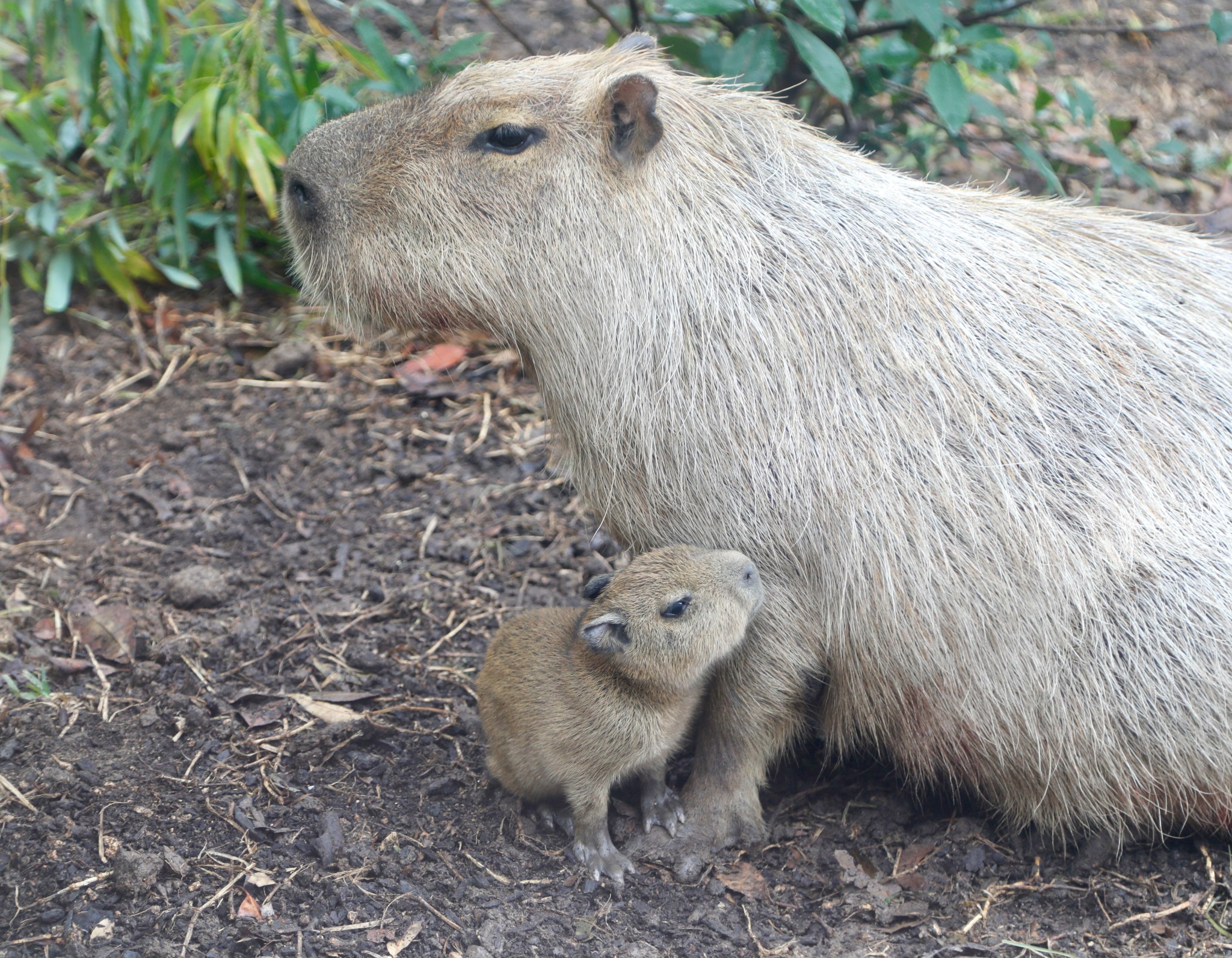A Christmas Miracle! Baby Capybara ‘Tupi’ Born at San Antonio Zoo ...