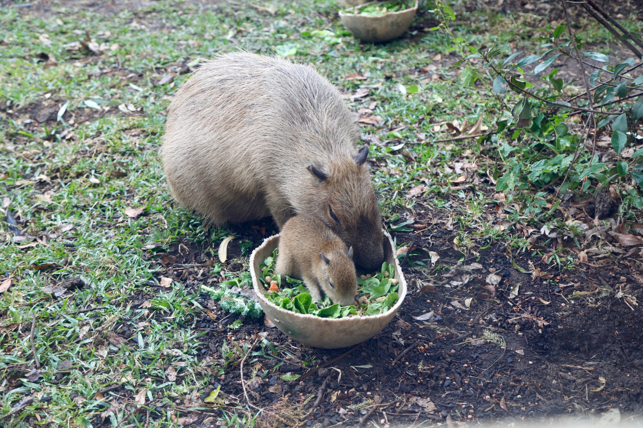 A Christmas Miracle! Baby Capybara ‘Tupi’ Born at San Antonio Zoo ...