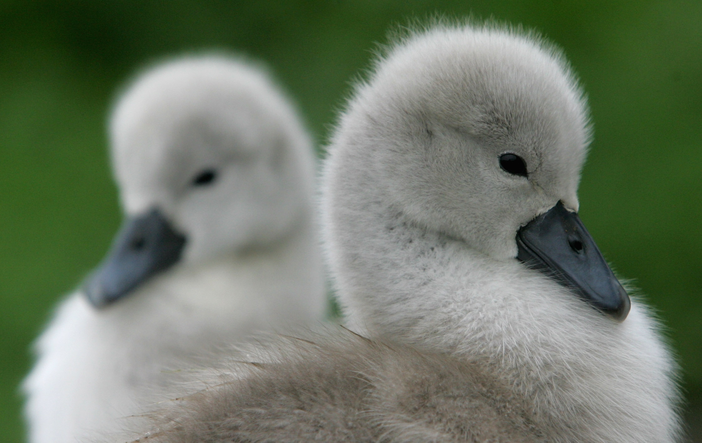 Take Down Your Bird Feeders. Texas Parks & Wildlife Warns Bird Flu Is Highly Contagious. - The ...